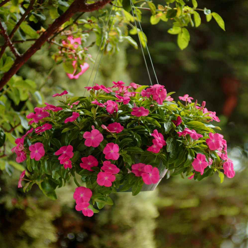 Pacifica XP easily grow into convenient, tidy