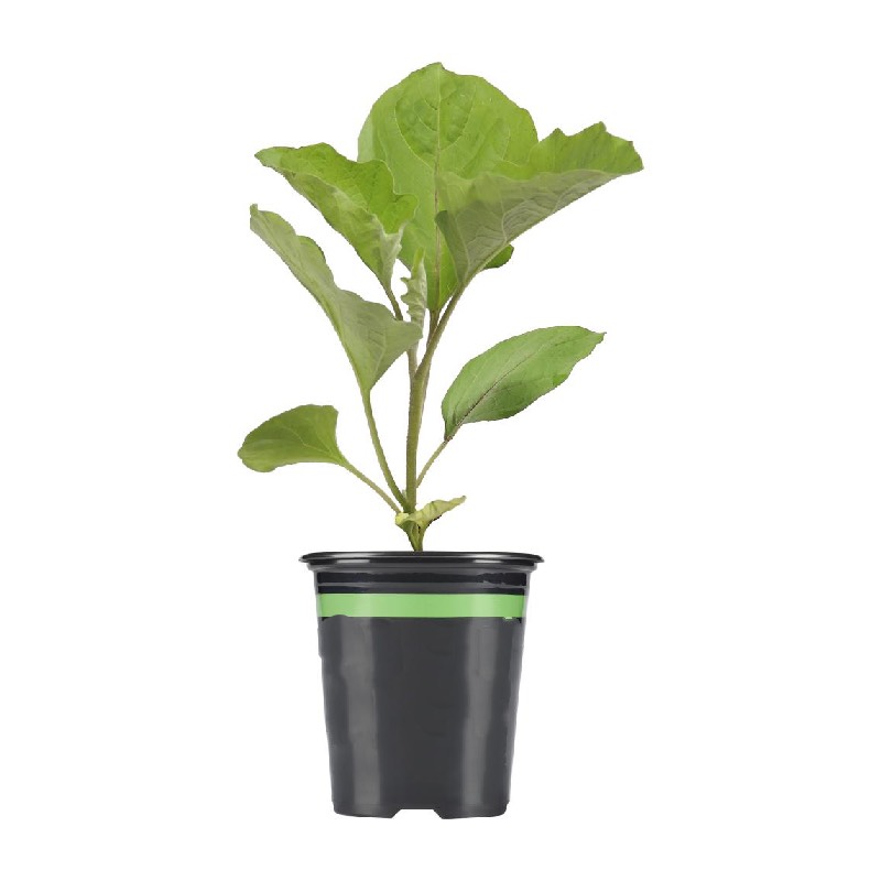 Buy Wholesale Home Outdoor Plants in UAE | Lavender